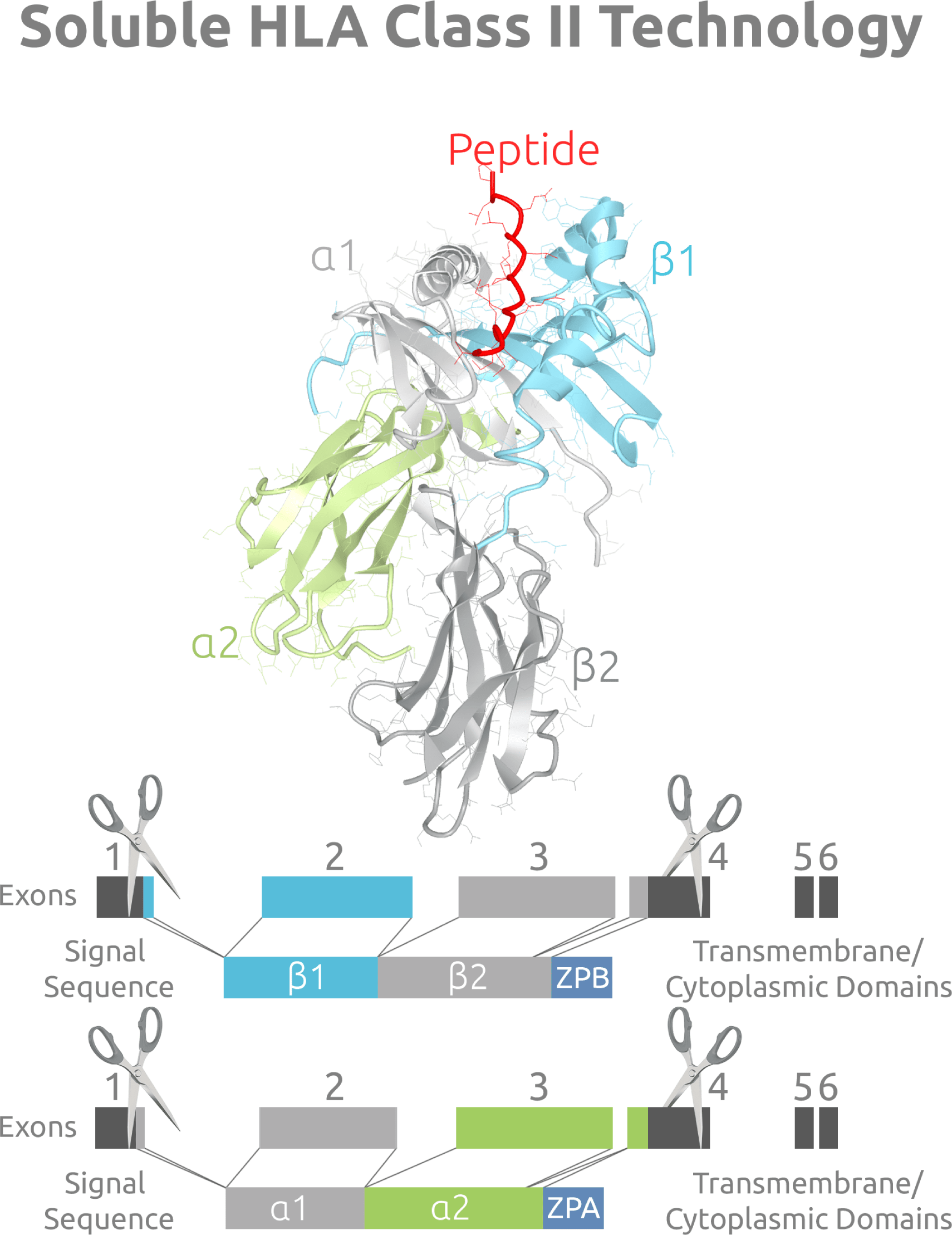 Soluble HLA Class II Proteins | Pure Protein, LLC