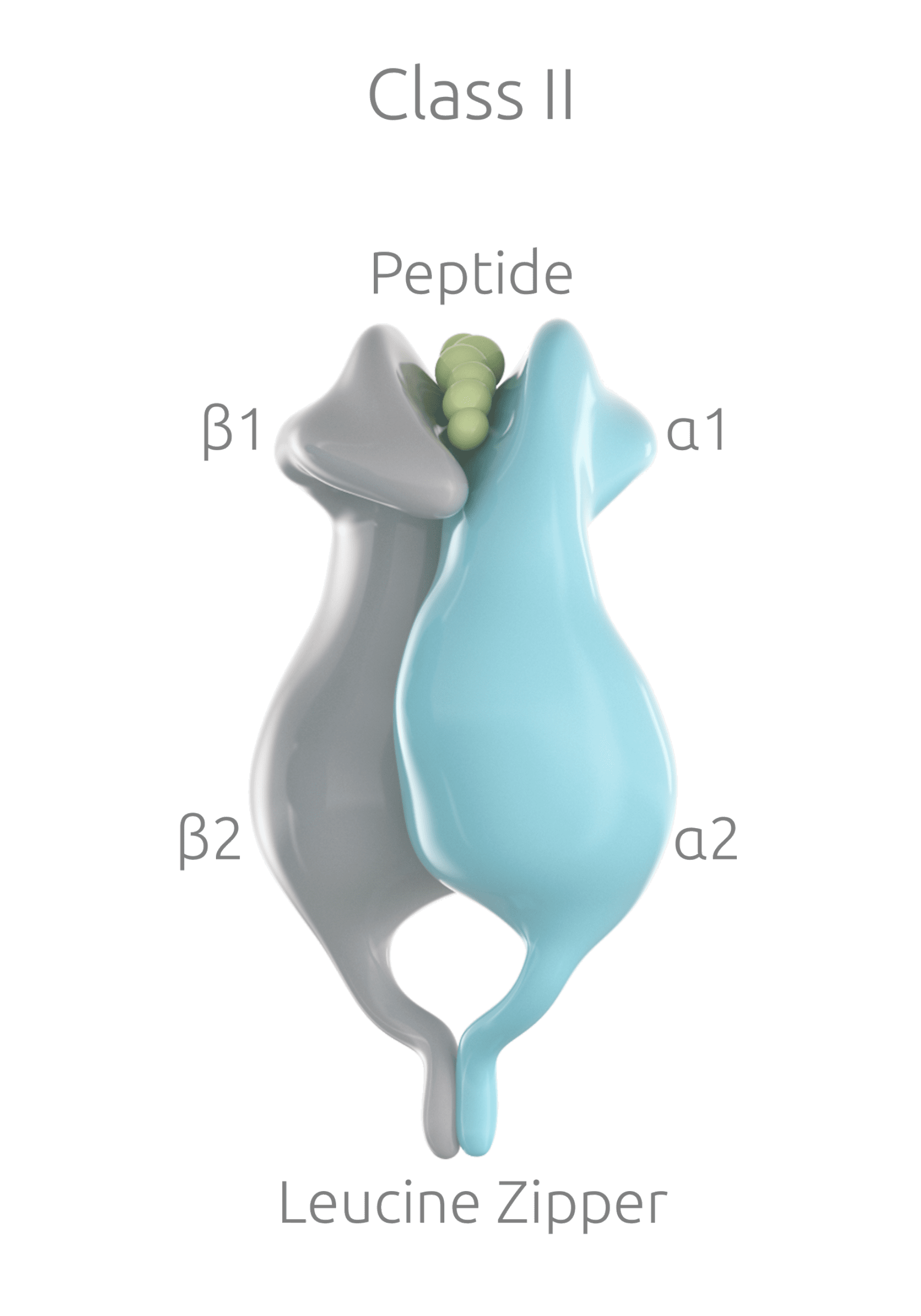 Soluble HLA Class II Proteins | Pure Protein, LLC