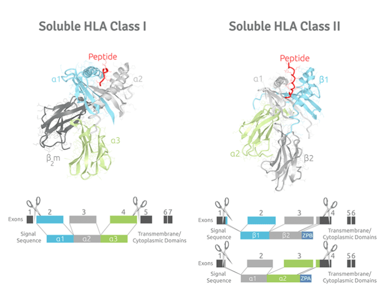HLA Technology | Pure Protein, LLC