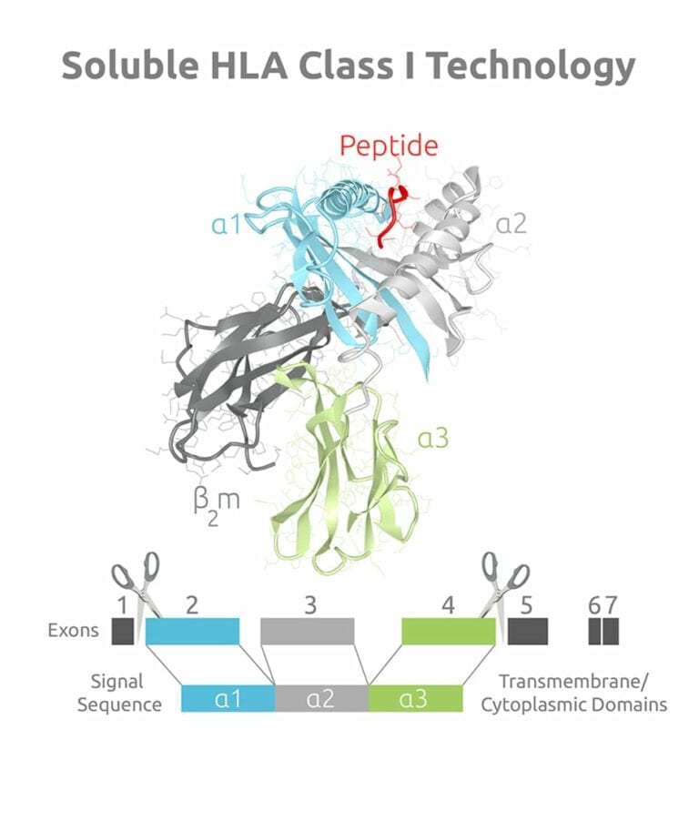 Soluble HLA Class I Proteins | Pure Protein, LLC