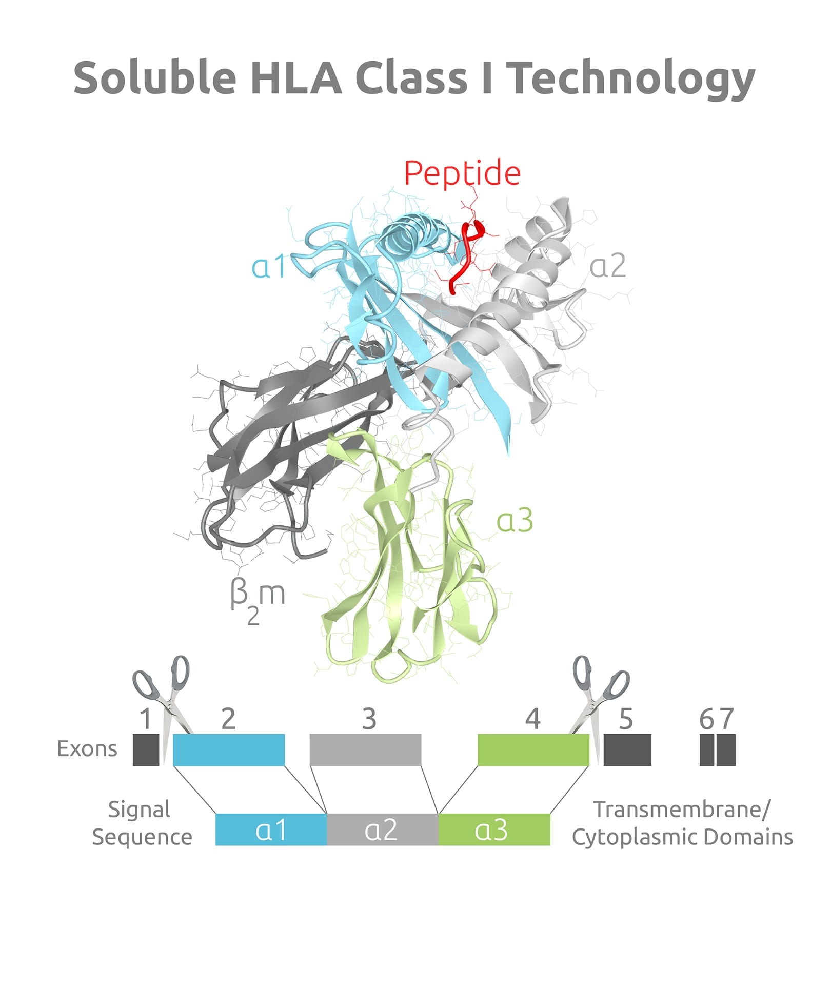 Soluble HLA Class I Proteins | Pure Protein, LLC Soluble HLA Class I Proteins | Pure Protein, LLC