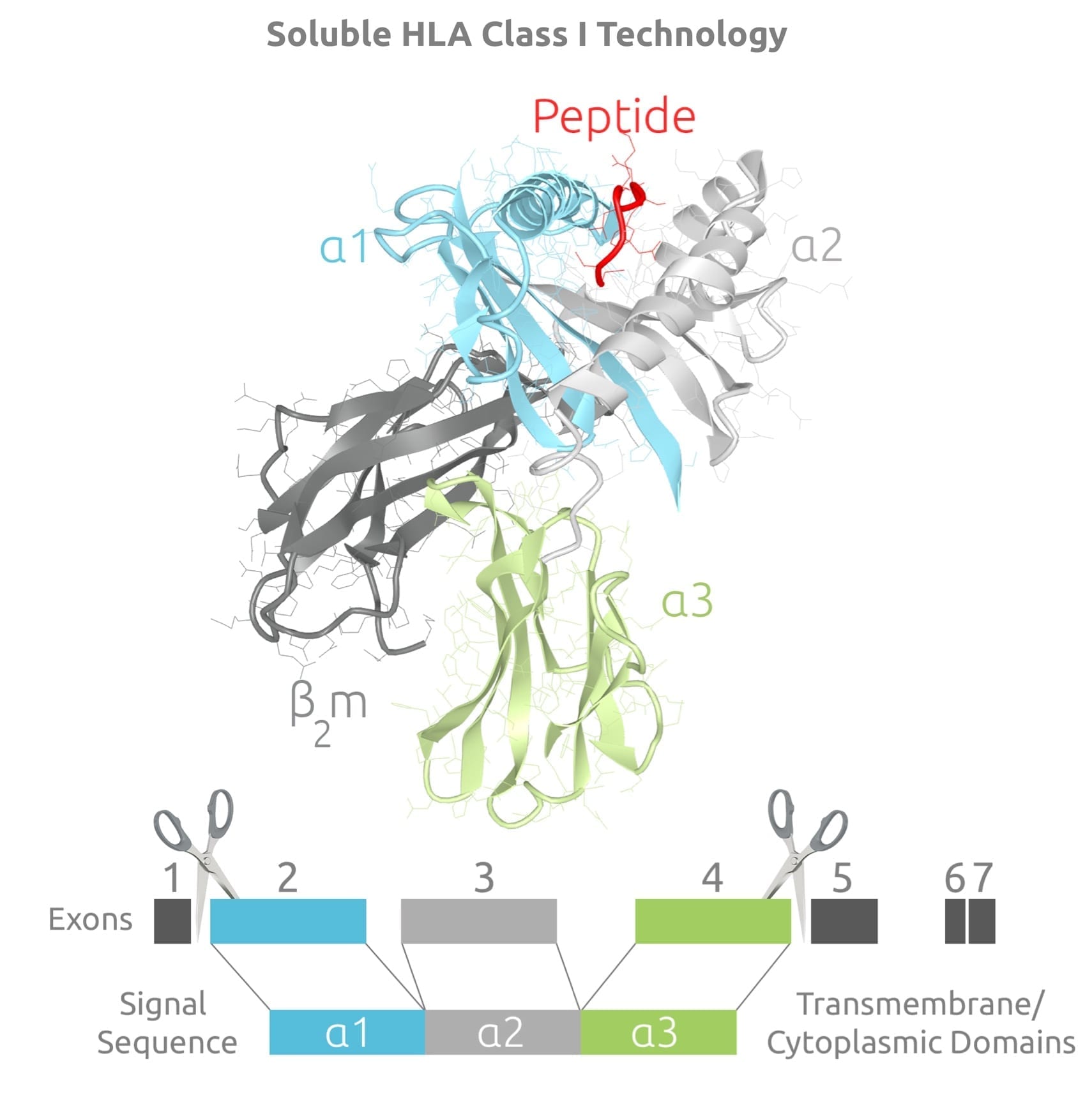 Soluble HLA Class I Proteins | Pure Protein, LLC